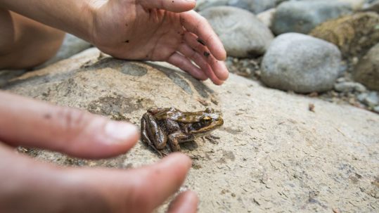 AFNOR Normalisation - Animateur de la normalisation en France